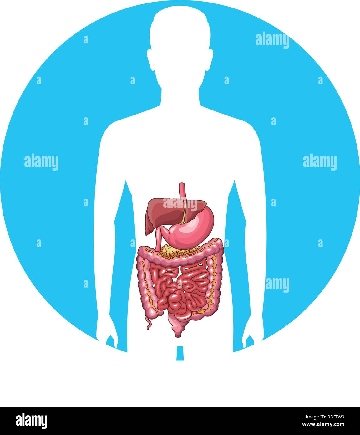 Human digestive system mouth Stock Vector Images - Alamy