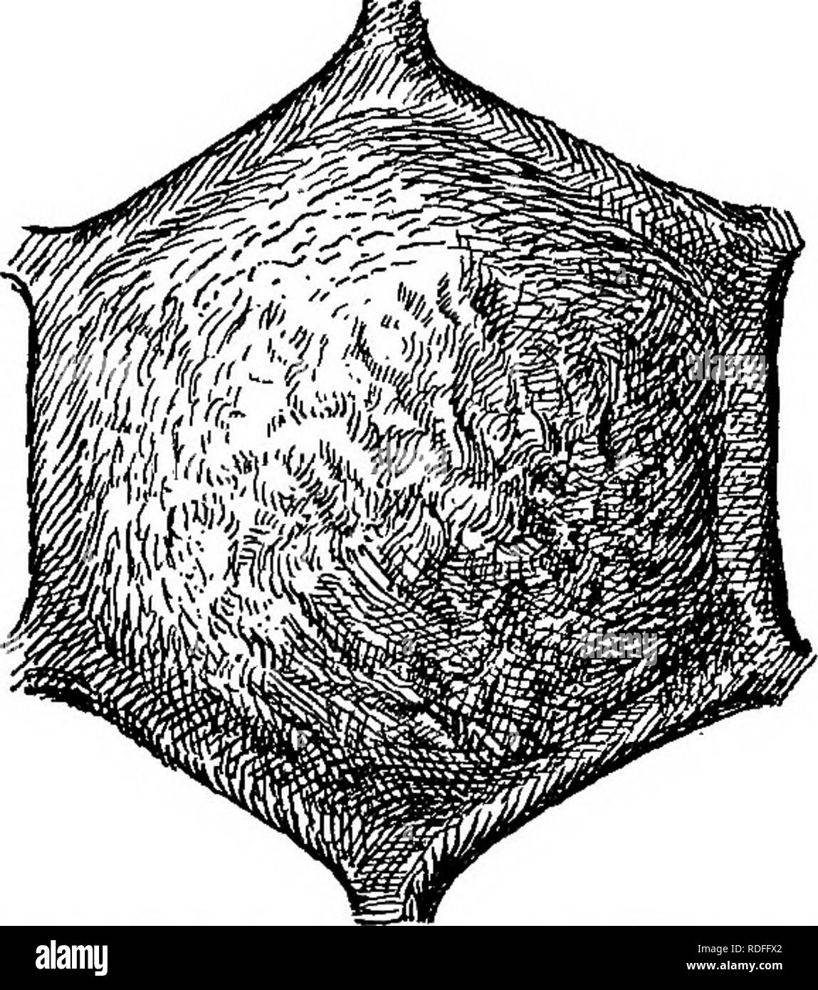 Concave cap Black and White Stock Photos & Images - Alamy