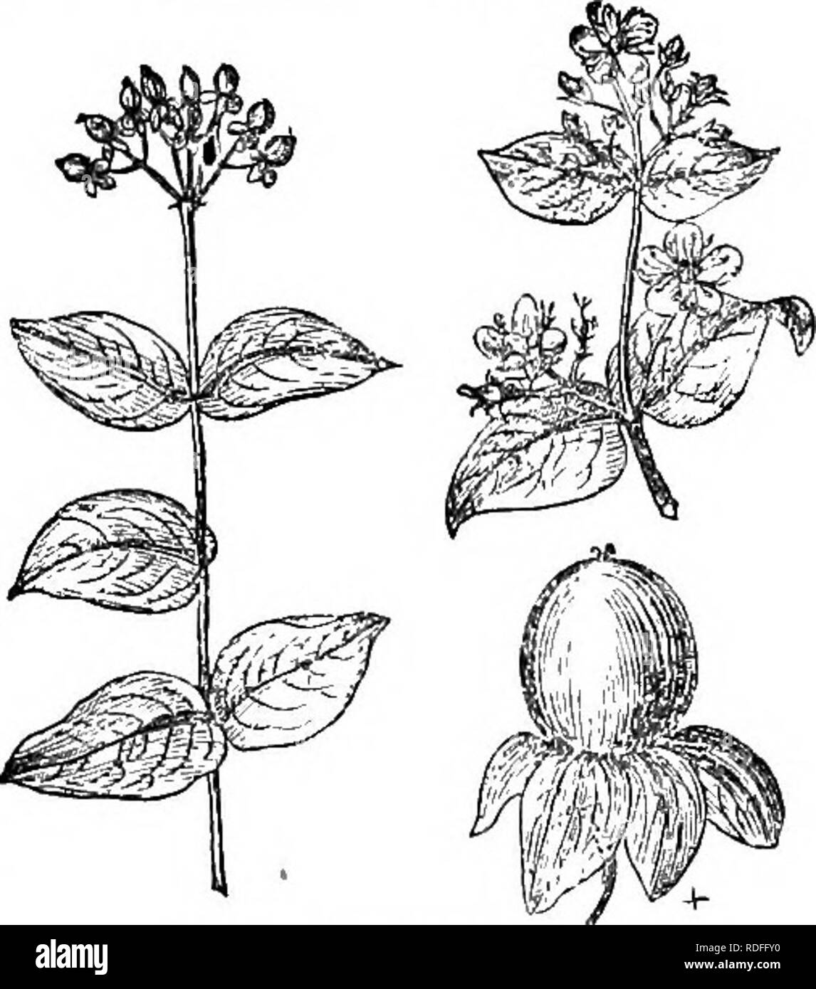 Aner Cut Out Stock Images & Pictures - Alamy