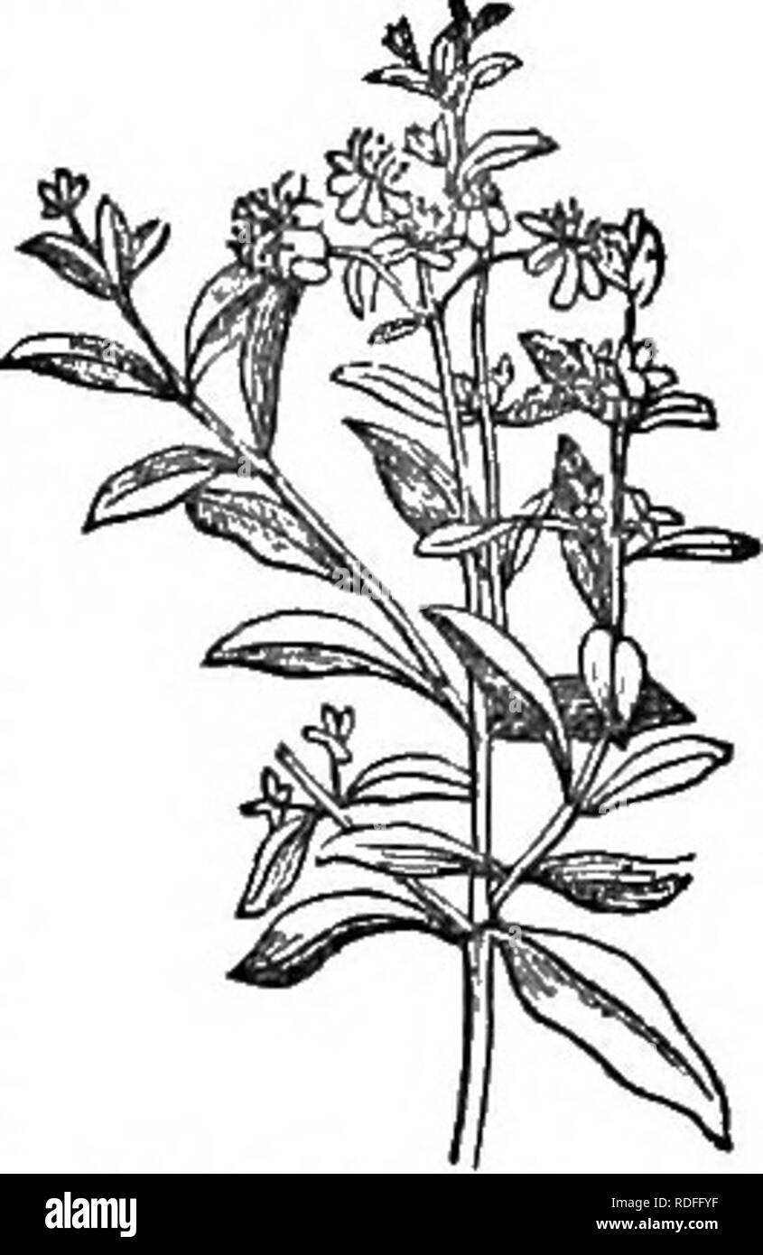 Hyperica hi-res stock photography and images - Alamy