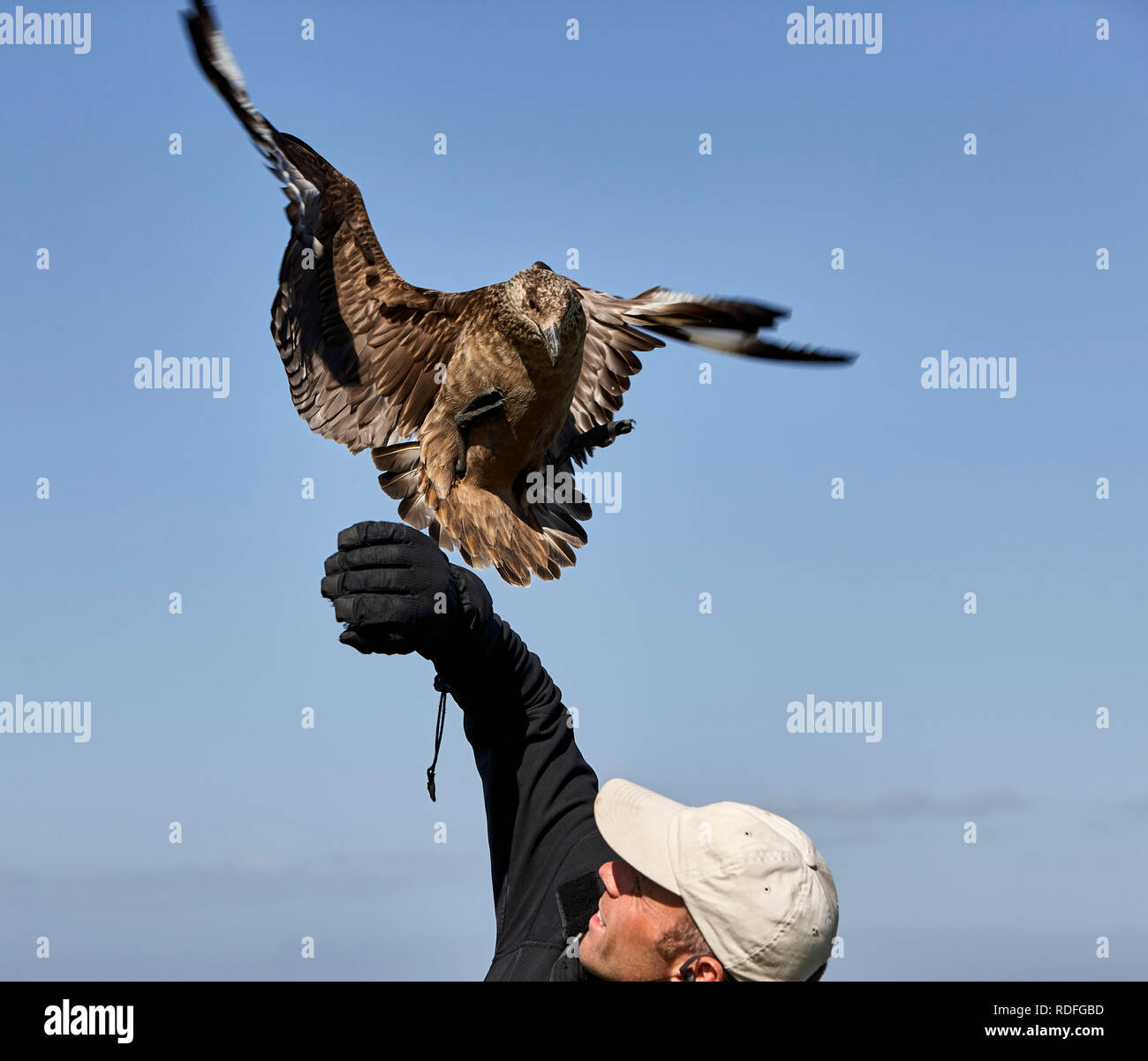 Great skua, Stercorarius skua, Iceland Stock Photo - Alamy