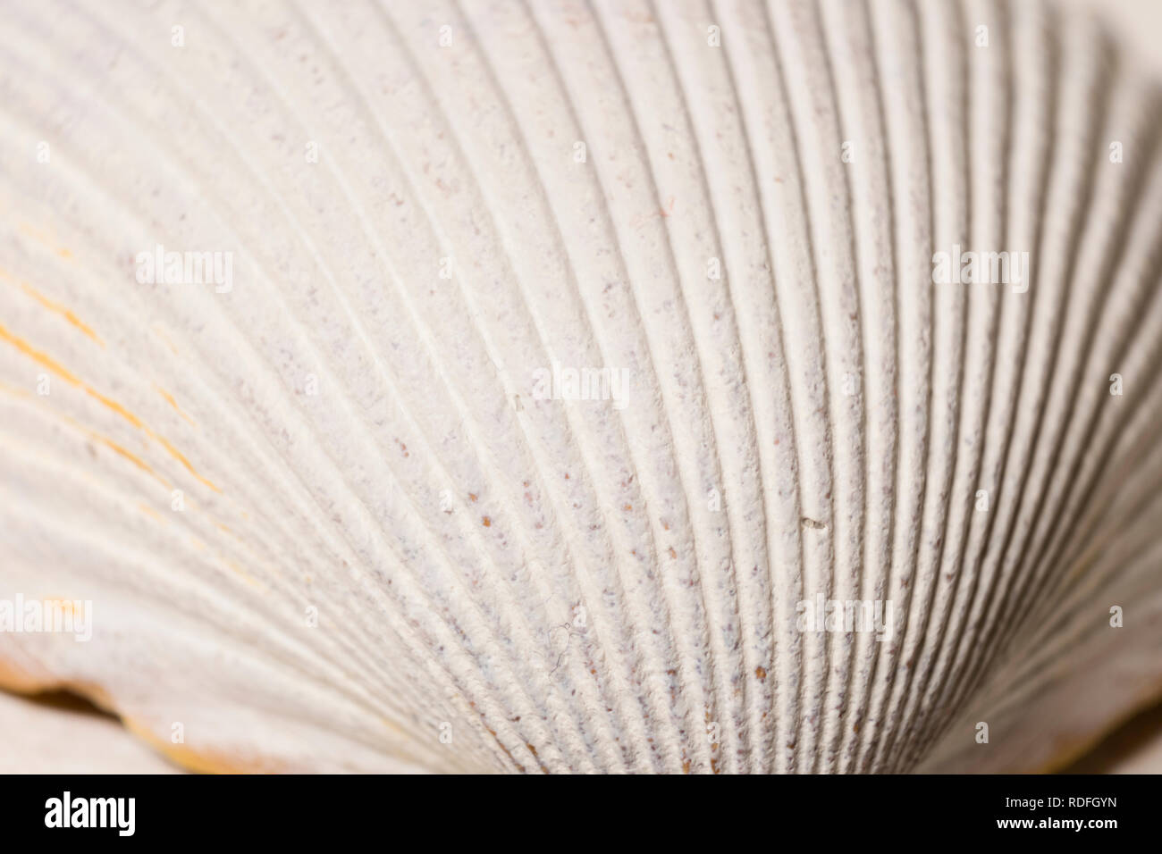 Seashell crafts hi-res stock photography and images - Alamy