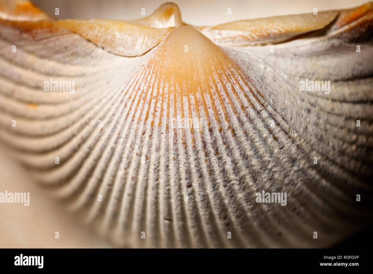Seashell crafts hi-res stock photography and images - Alamy
