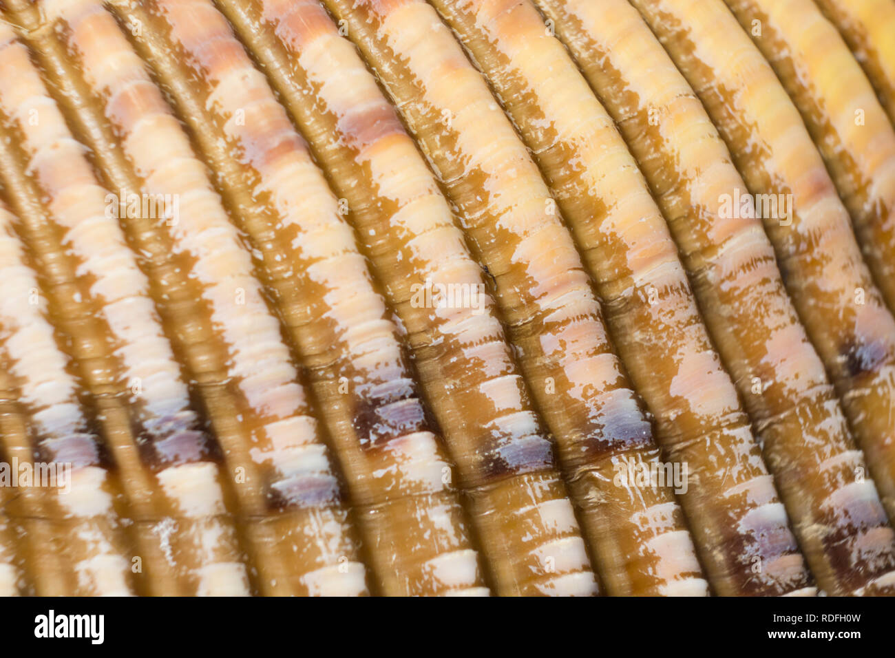 Mollusc shell colour hi-res stock photography and images - Alamy