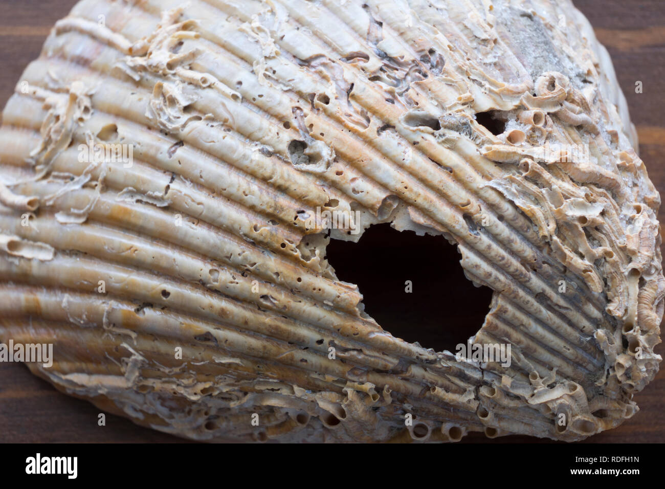 Clam shell ravaged by parasites collected from the Gulf of Mexico beach ...