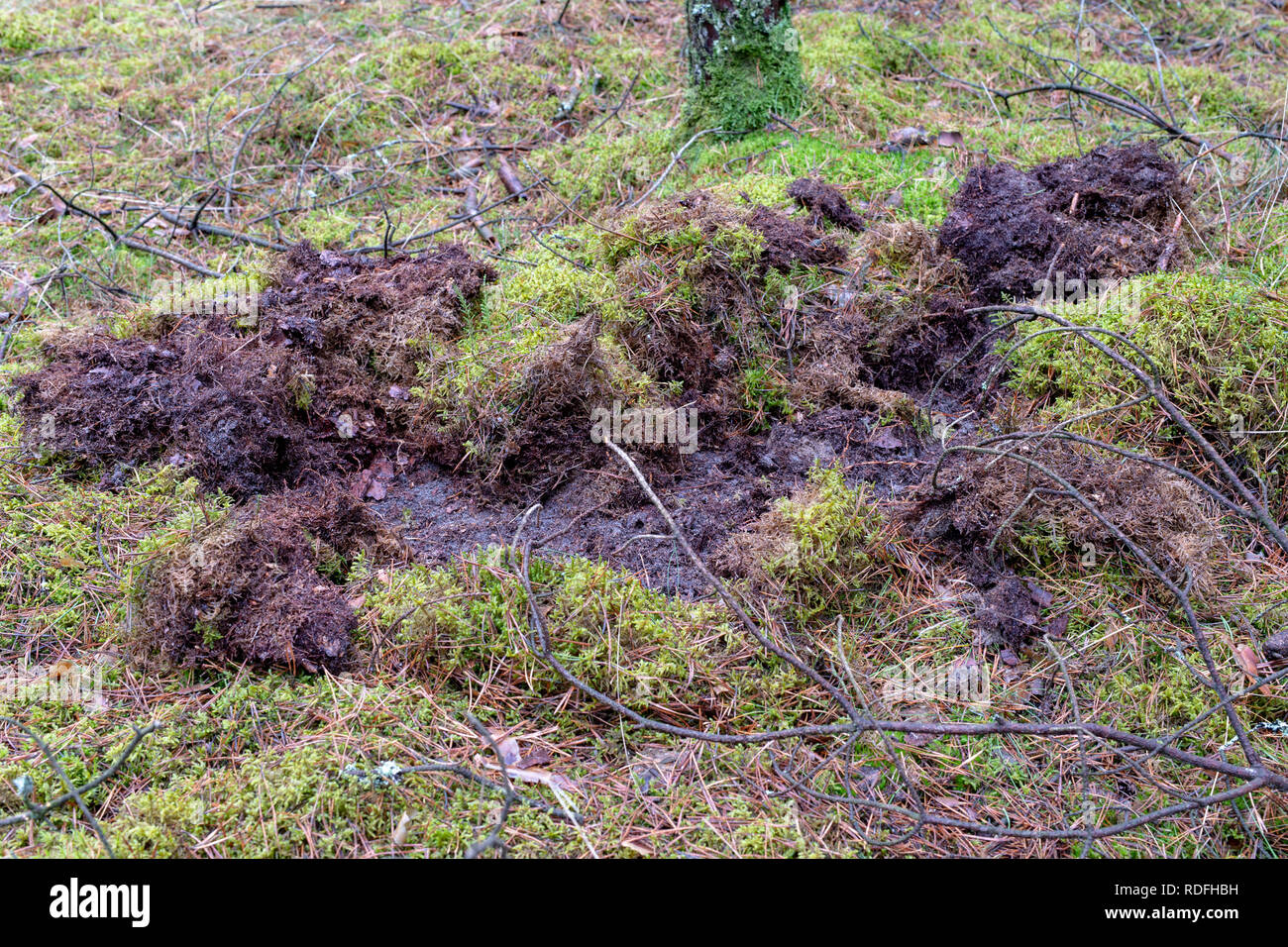 Traces of wild boar on a forest road. The place where the pack of wild ...