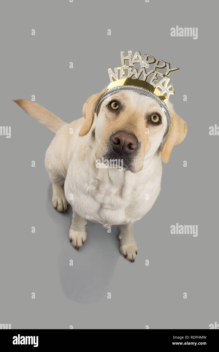 DOG NEW YEAR. LABRADOR RETRIEVER PUPPY CELEBRATING A HOLIDAYS PARTY ...