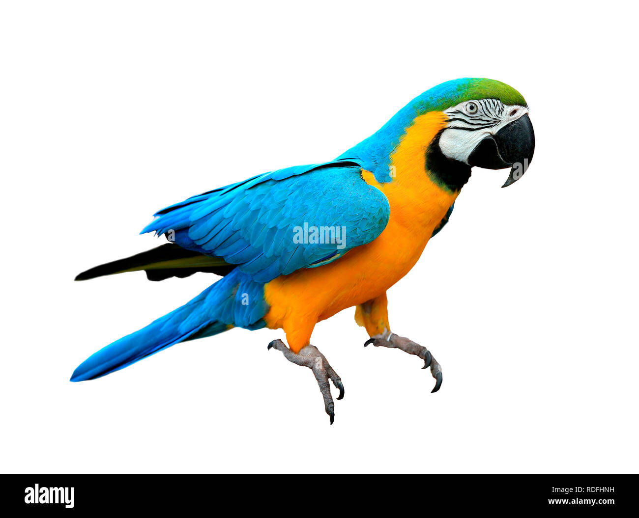 Macaw Cut Out Stock Images & Pictures - Alamy