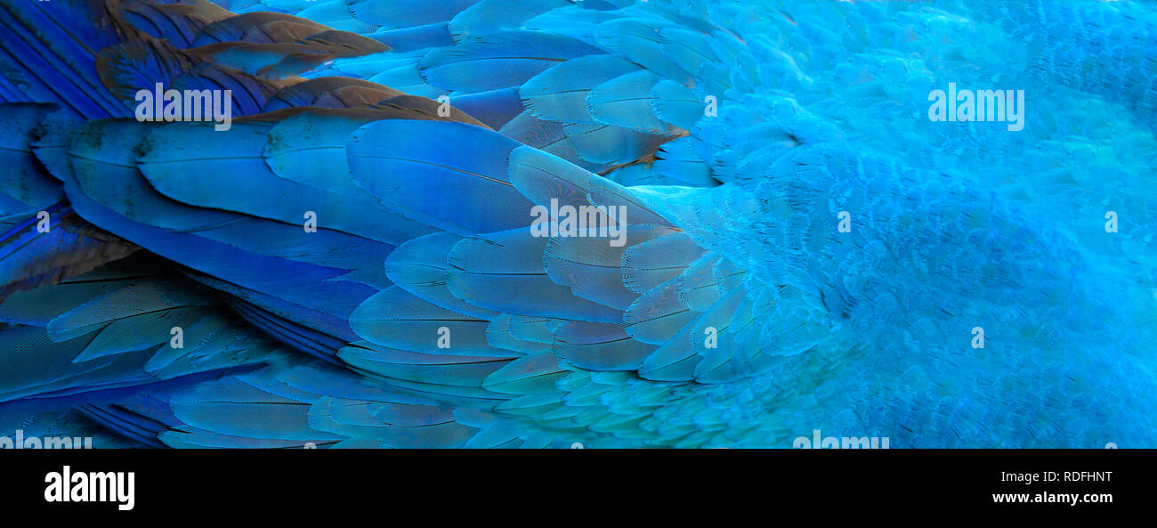 Parrot feathers blue exotic texture Stock Photo - Alamy