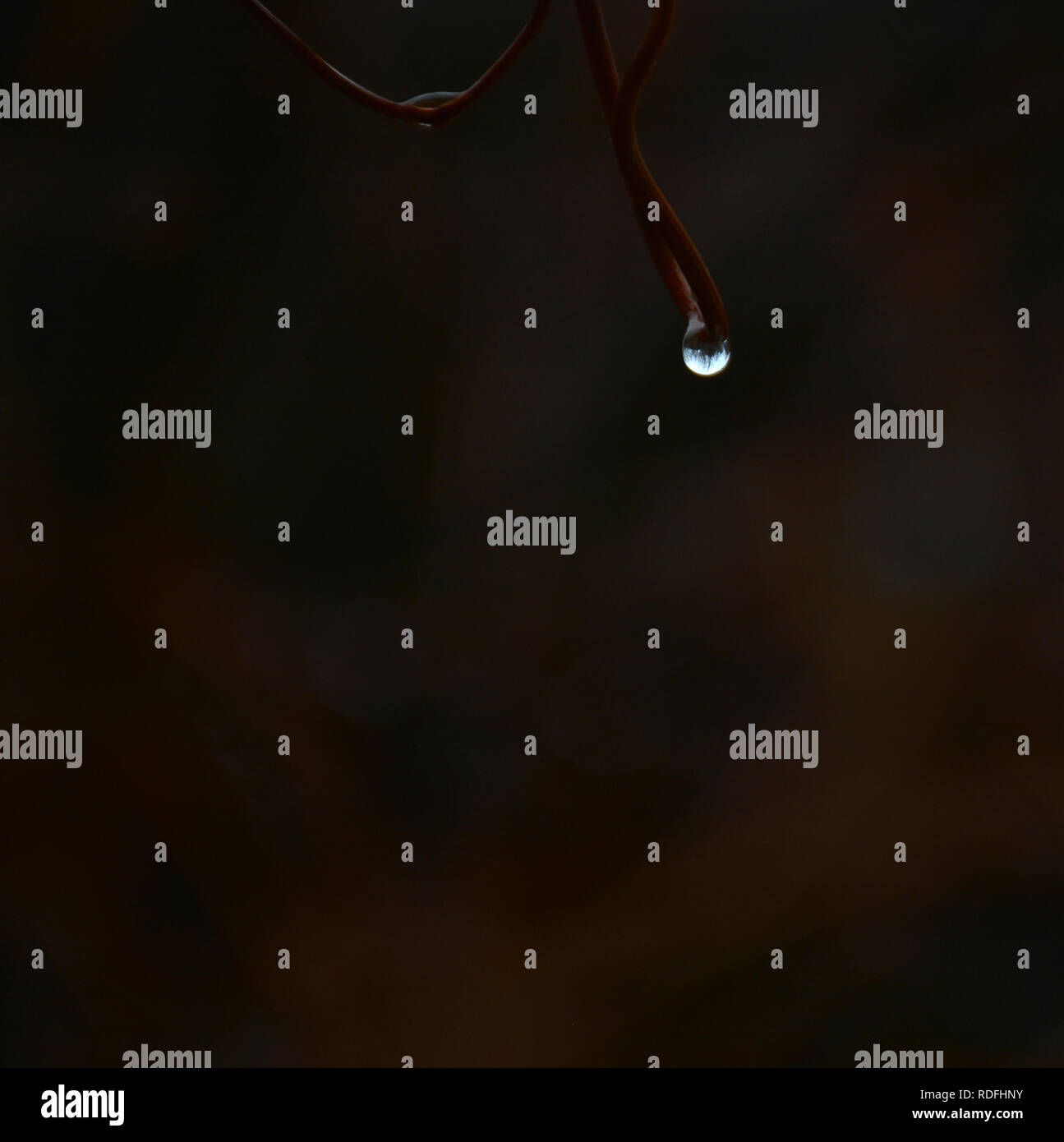 Tree branch with water drop after rain. Raindrop On Tree Branch Stock ...