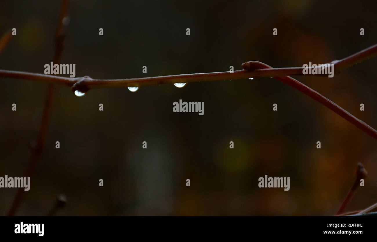 Three Raindrops on a Branch. Fresh rain drops on the branches Stock ...