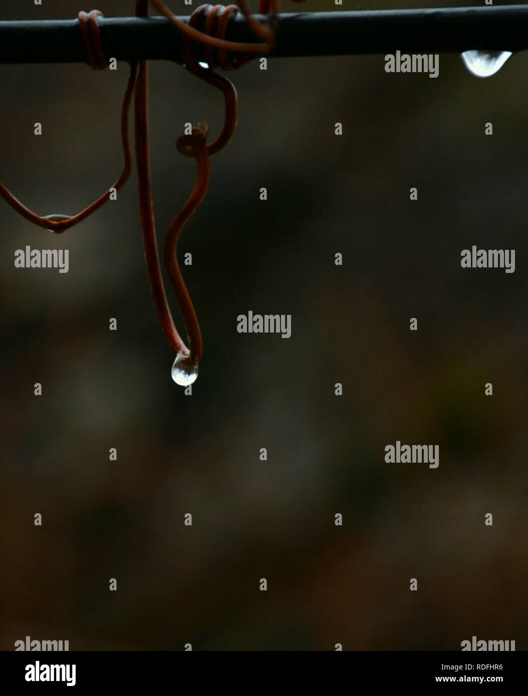 Tree branch with water drop after rain. Raindrop On Tree Branch Stock ...