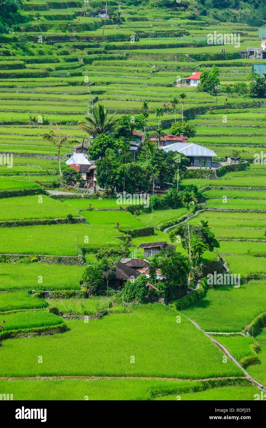 Hapao rice terraces, part of the world heritage sight Banaue, Luzon ...