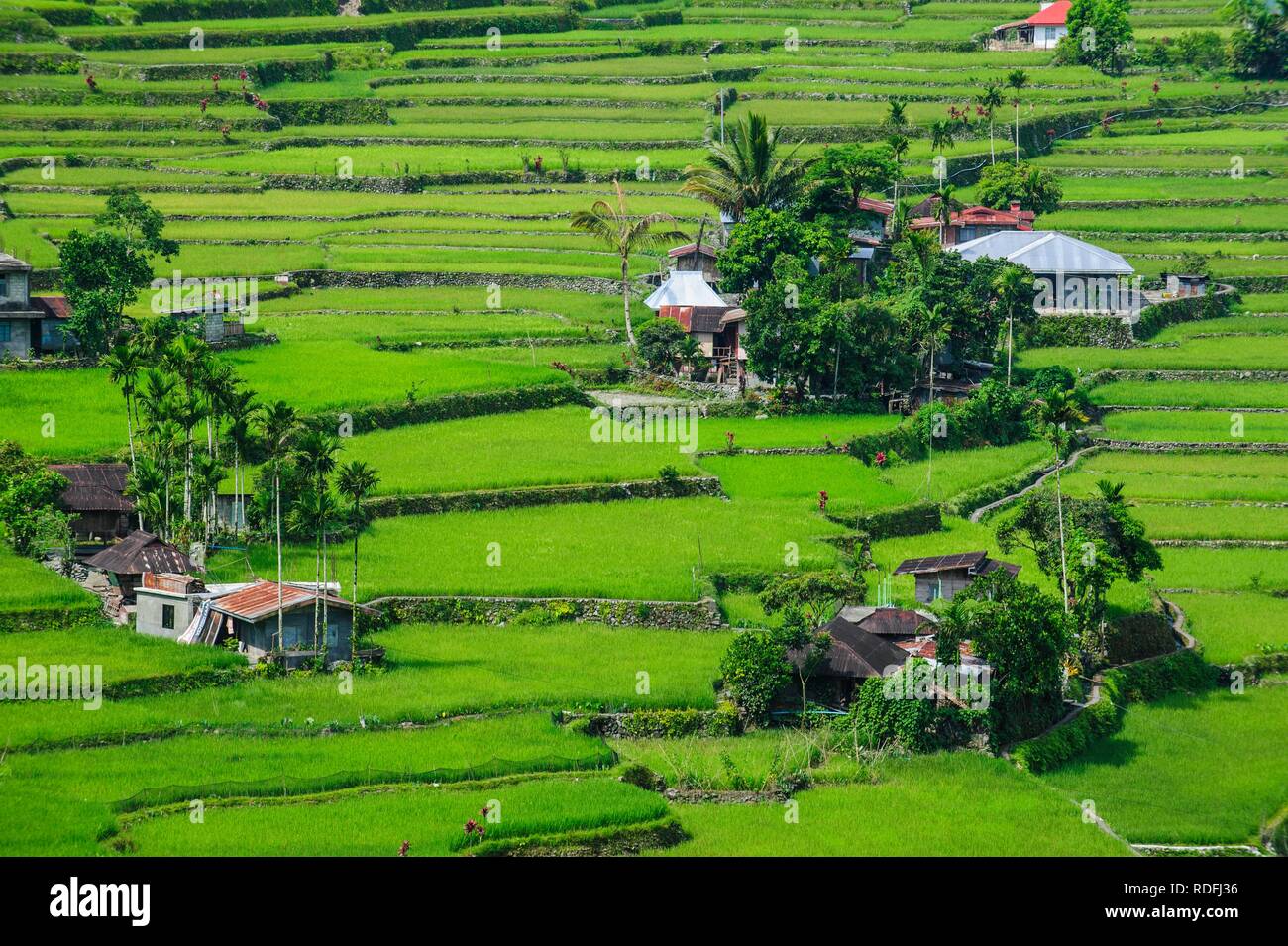 Hapao rice terraces, part of the world heritage sight Banaue, Luzon ...
