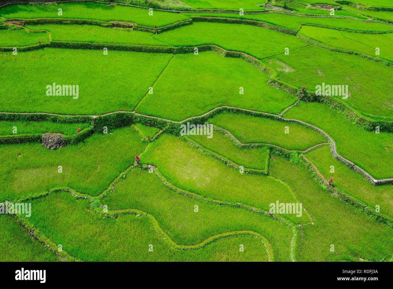 Hapao rice terraces, part of the world heritage sight Banaue, Luzon ...