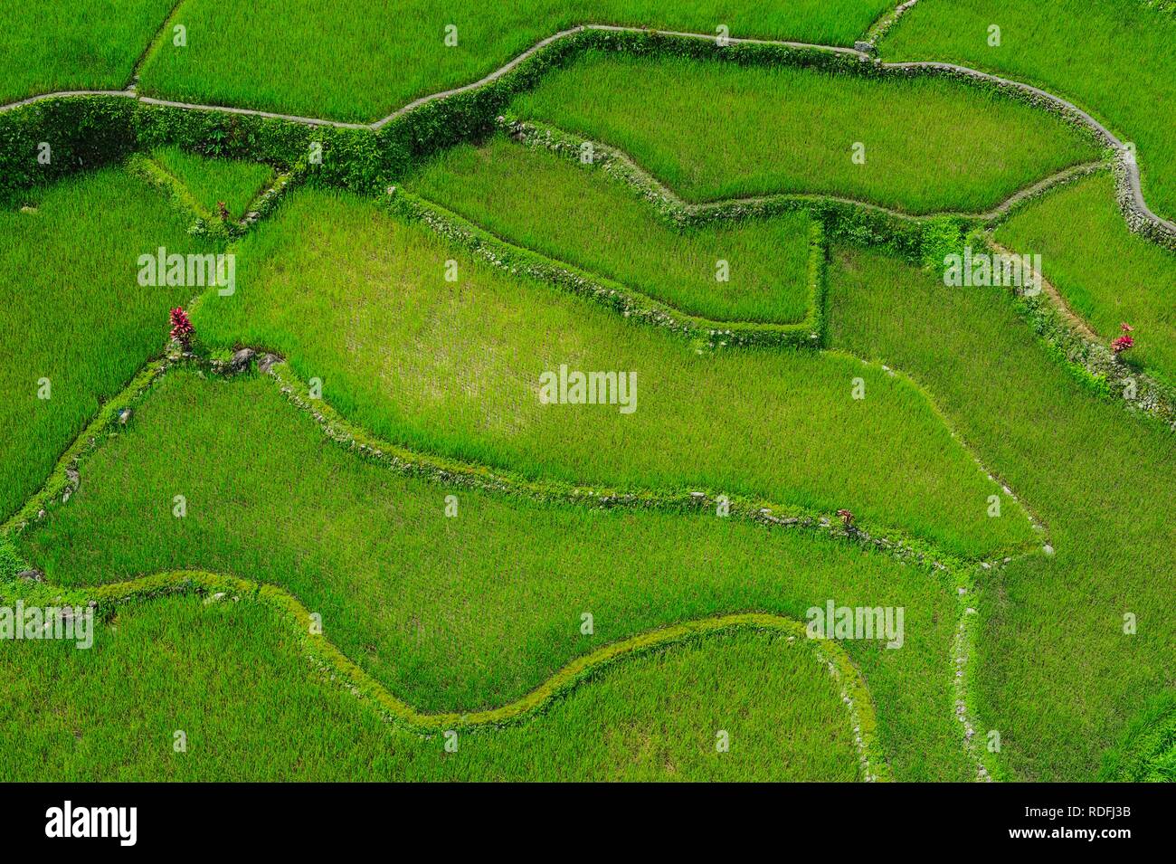 Hapao rice terraces, part of the world heritage sight Banaue, Luzon ...