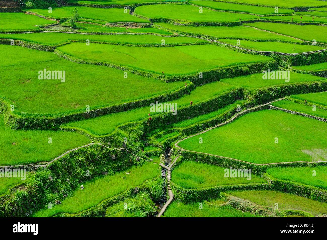 Hapao rice terraces, part of the world heritage sight Banaue, Luzon ...