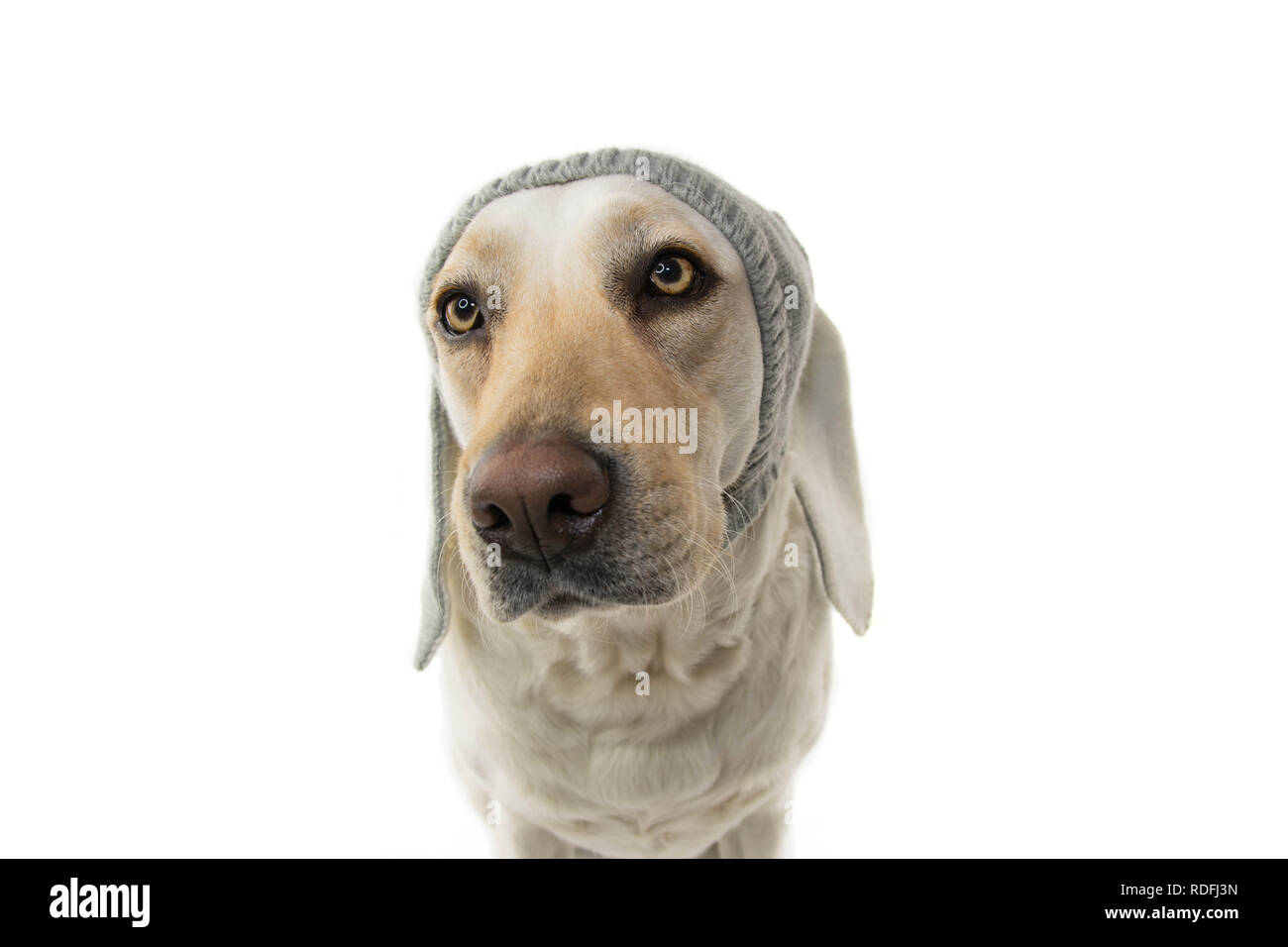 Funny dog ears hi-res stock photography and images - Alamy