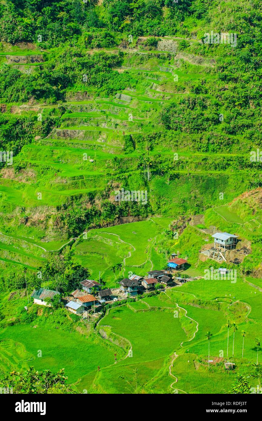 Hapao rice terraces, part of the world heritage sight Banaue, Luzon ...