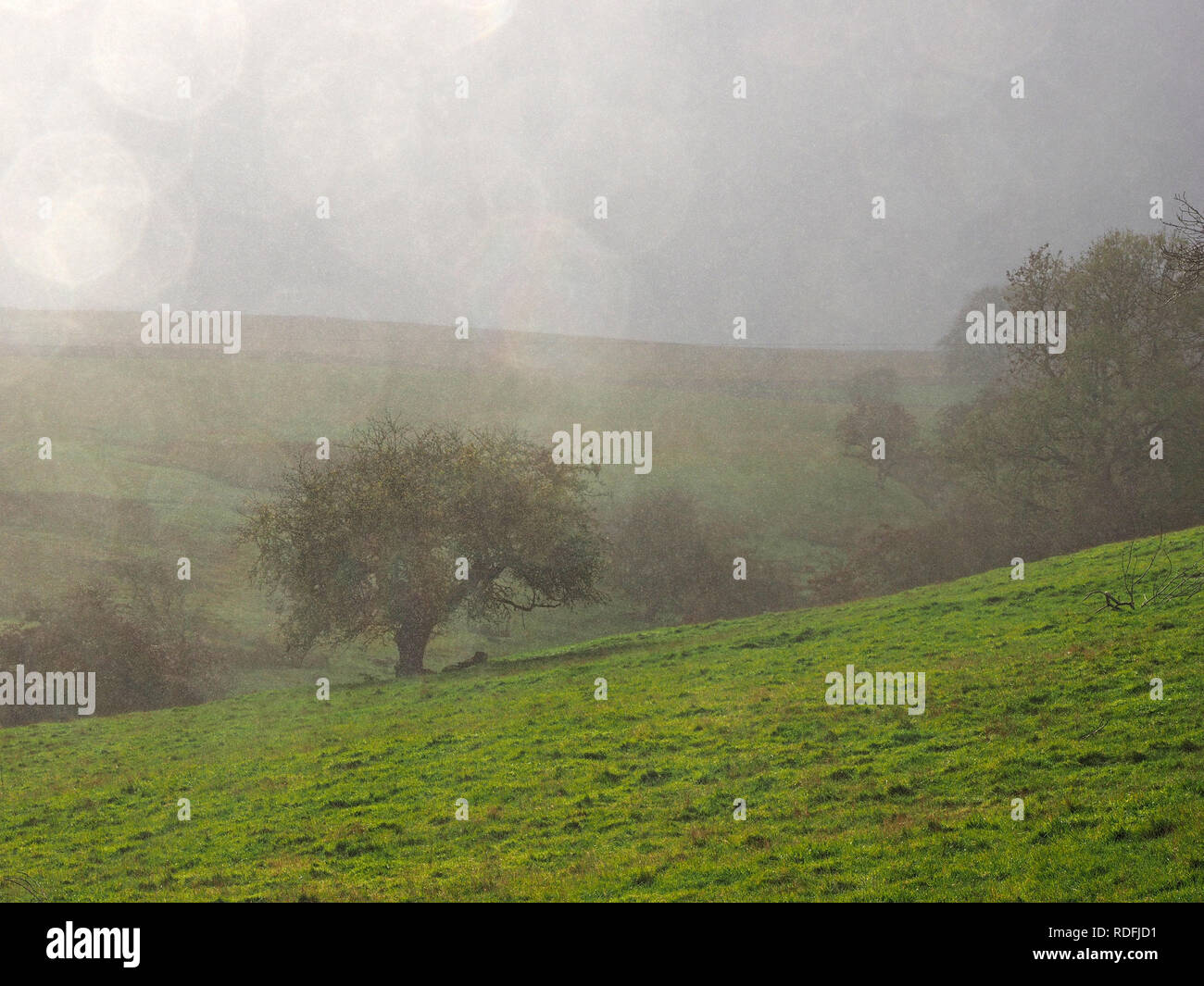 Ancient apple tree hi-res stock photography and images - Alamy