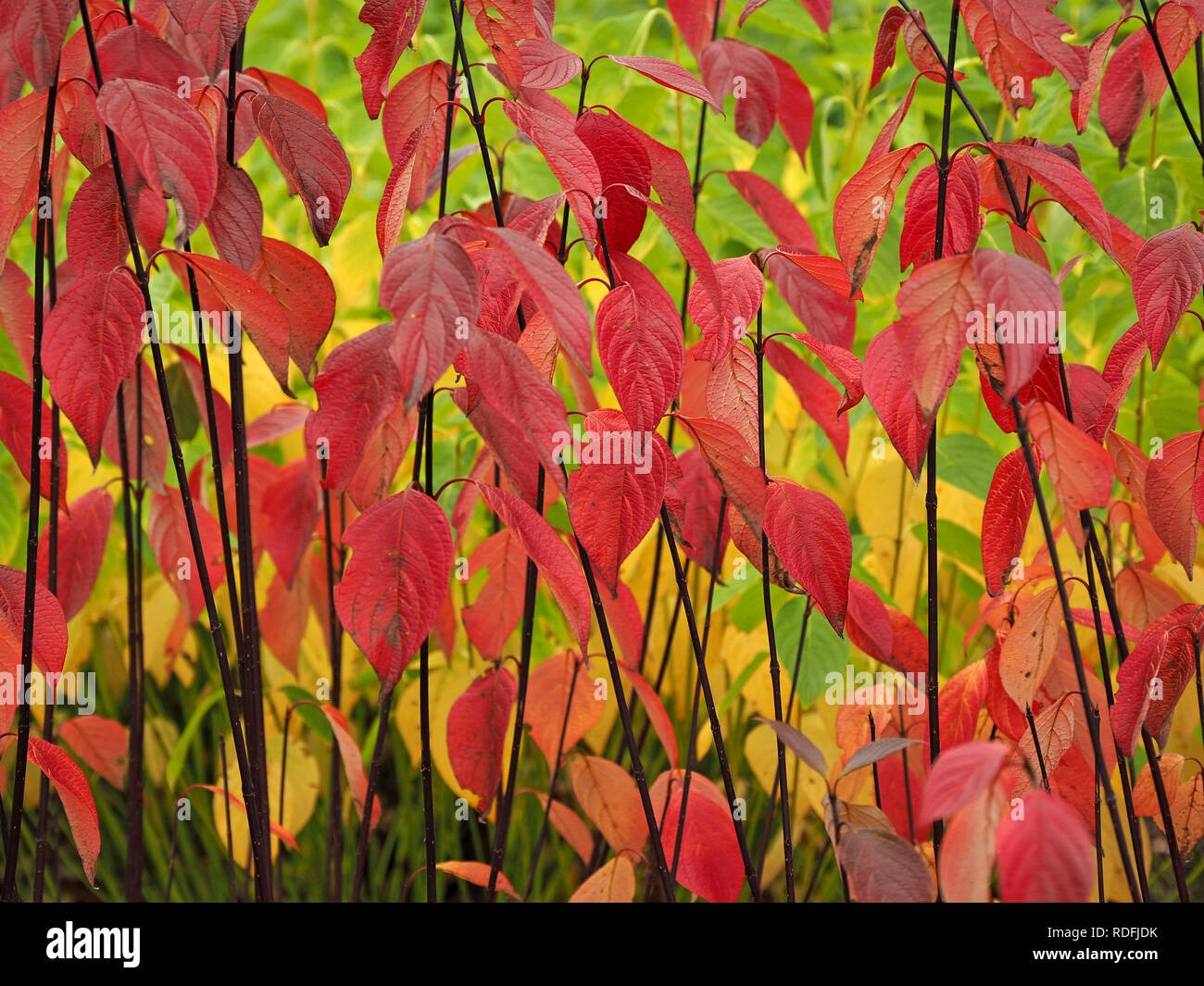 fiery red Autumn leaves of Dogwood (Cornus) on vertical stems in West ...