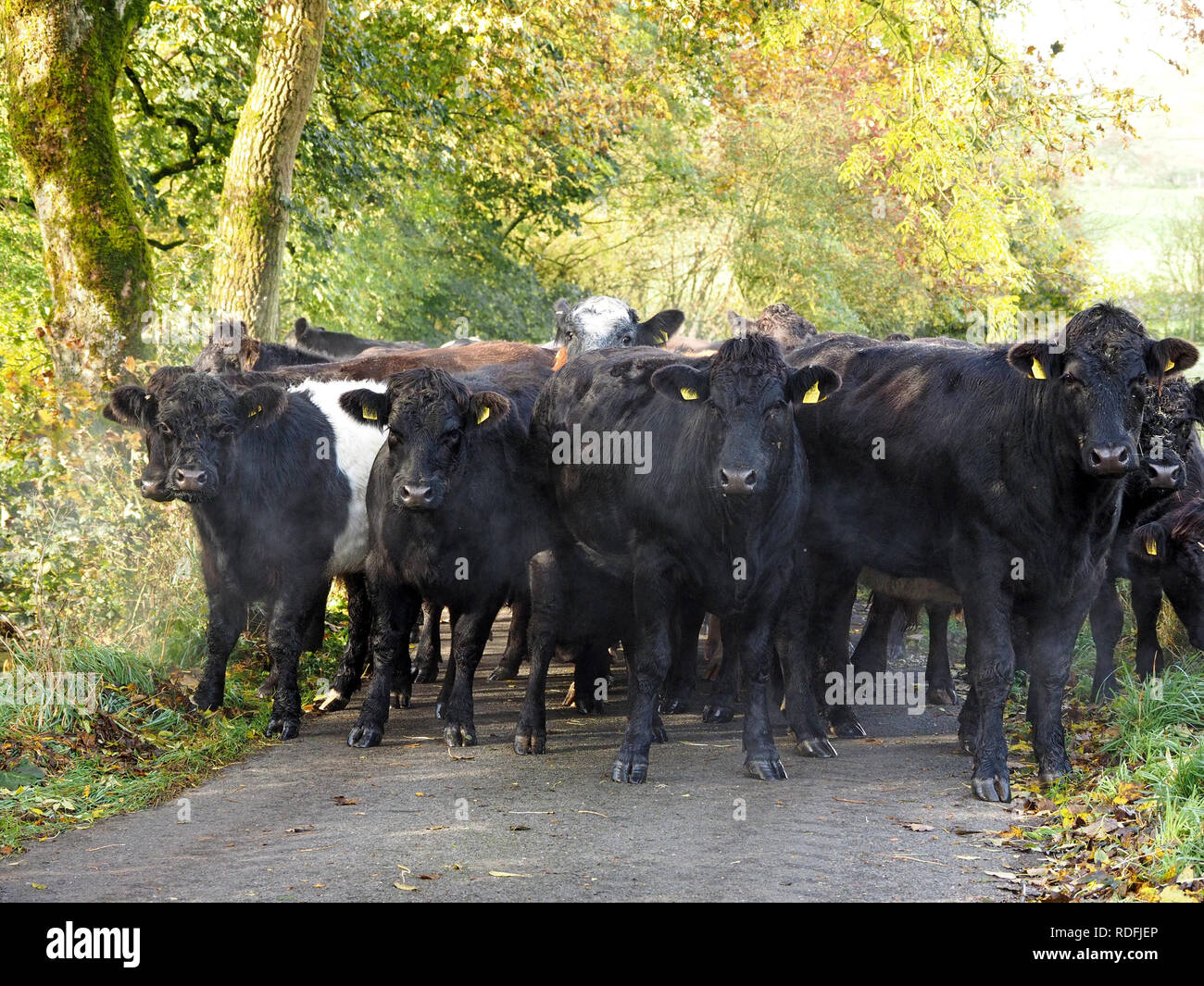 steam rises in Autumn sunshine as herd of mainly black beef cattle ...