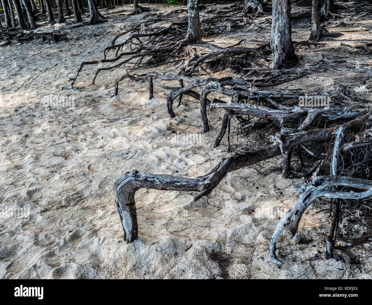 Unusual tree roots by beachfront Stock Photo - Alamy