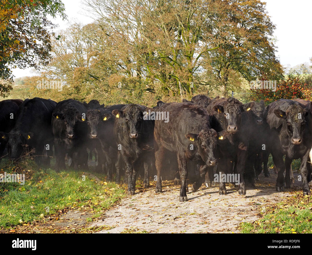 steam rises in Autumn sunshine as herd of black beef cattle block a ...