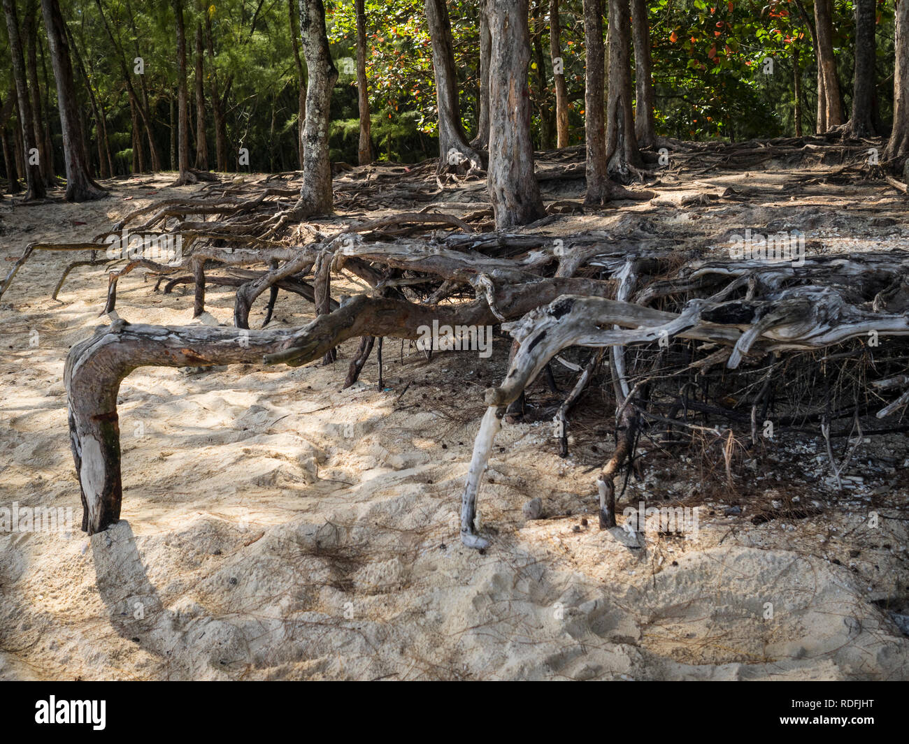 Wood by beachfront with tree roots on display Stock Photo - Alamy
