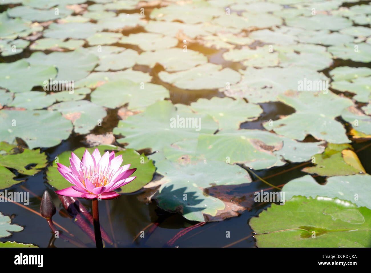 The lotus pool hi-res stock photography and images - Alamy