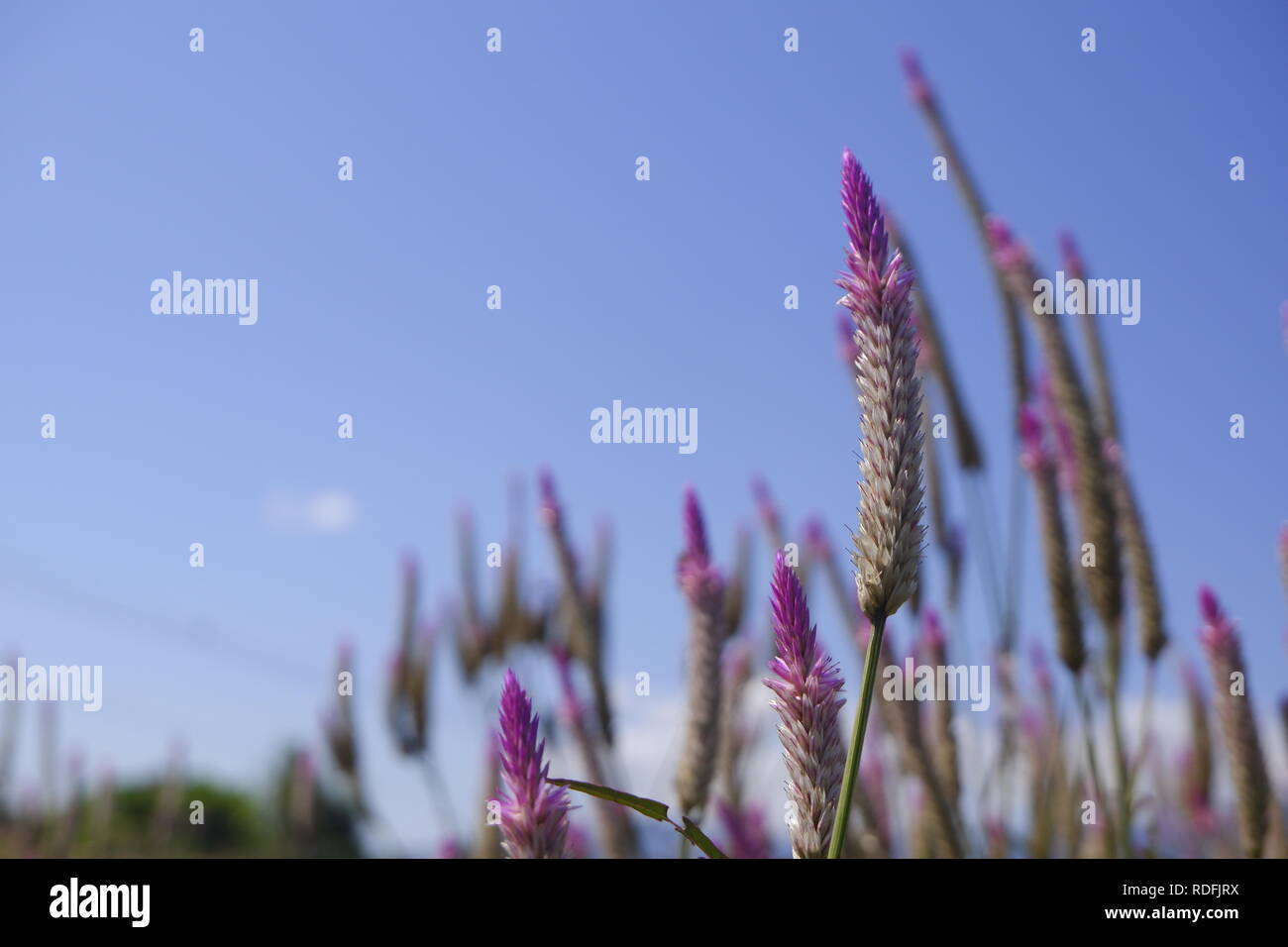 Celosia caracas – the cockscomb flower in nature against blue sky ...