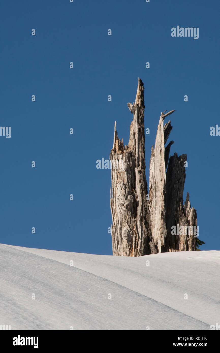 Winter tree stump in snow, North Cascade Mountains, Washington Stock ...