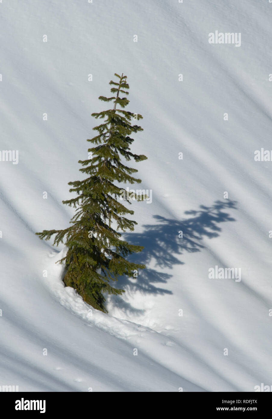 Trees and shadows in winter snow, North Cascade Mountains, Washington ...