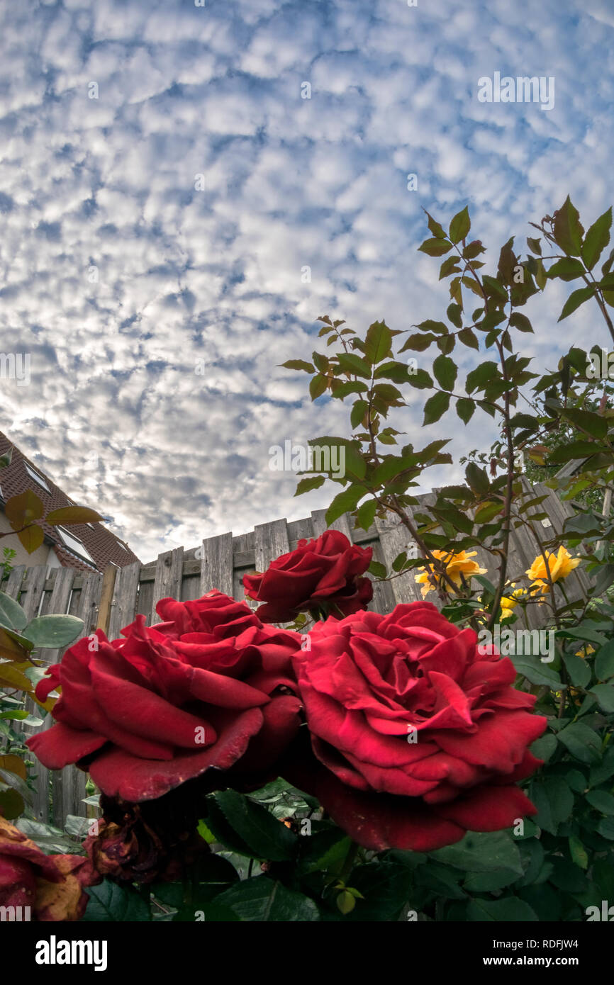 Blooming red roses hi-res stock photography and images - Alamy