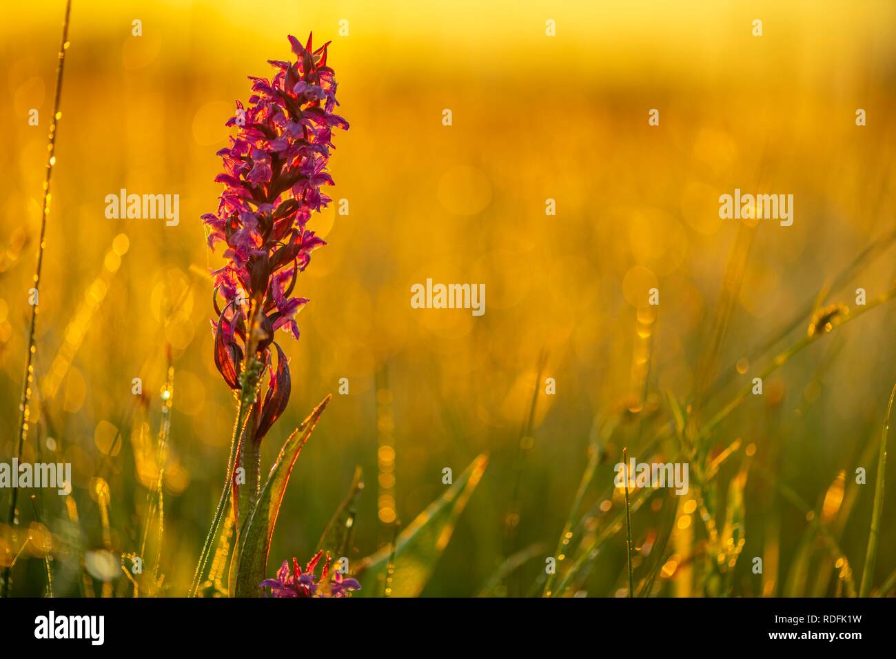 Broad-leaved marsh orchid (Dactylorhiza majalis) in a meadow in the back light in the early ...