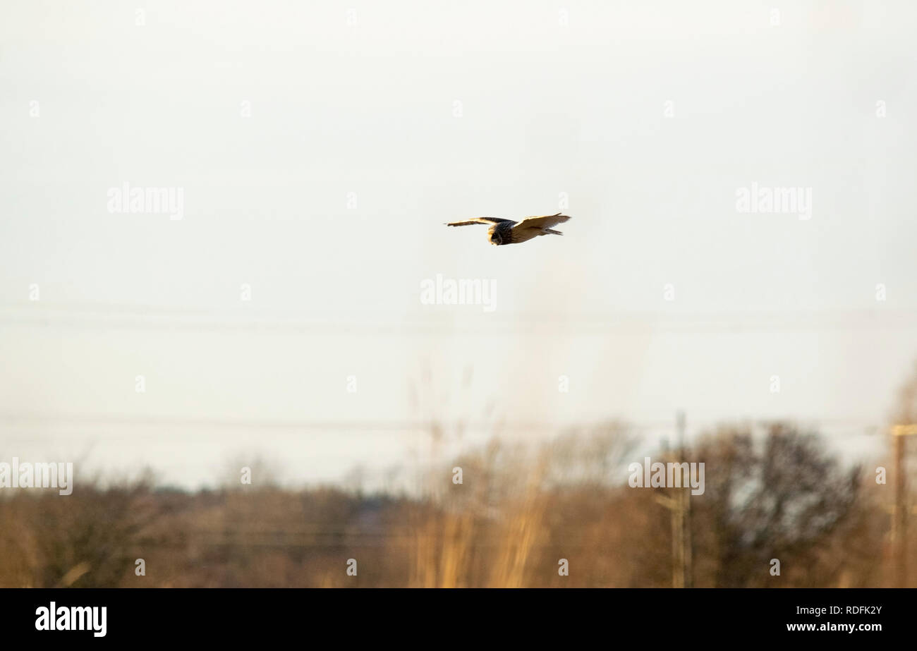 Short Eared Owl during the golden hour Stock Photo - Alamy