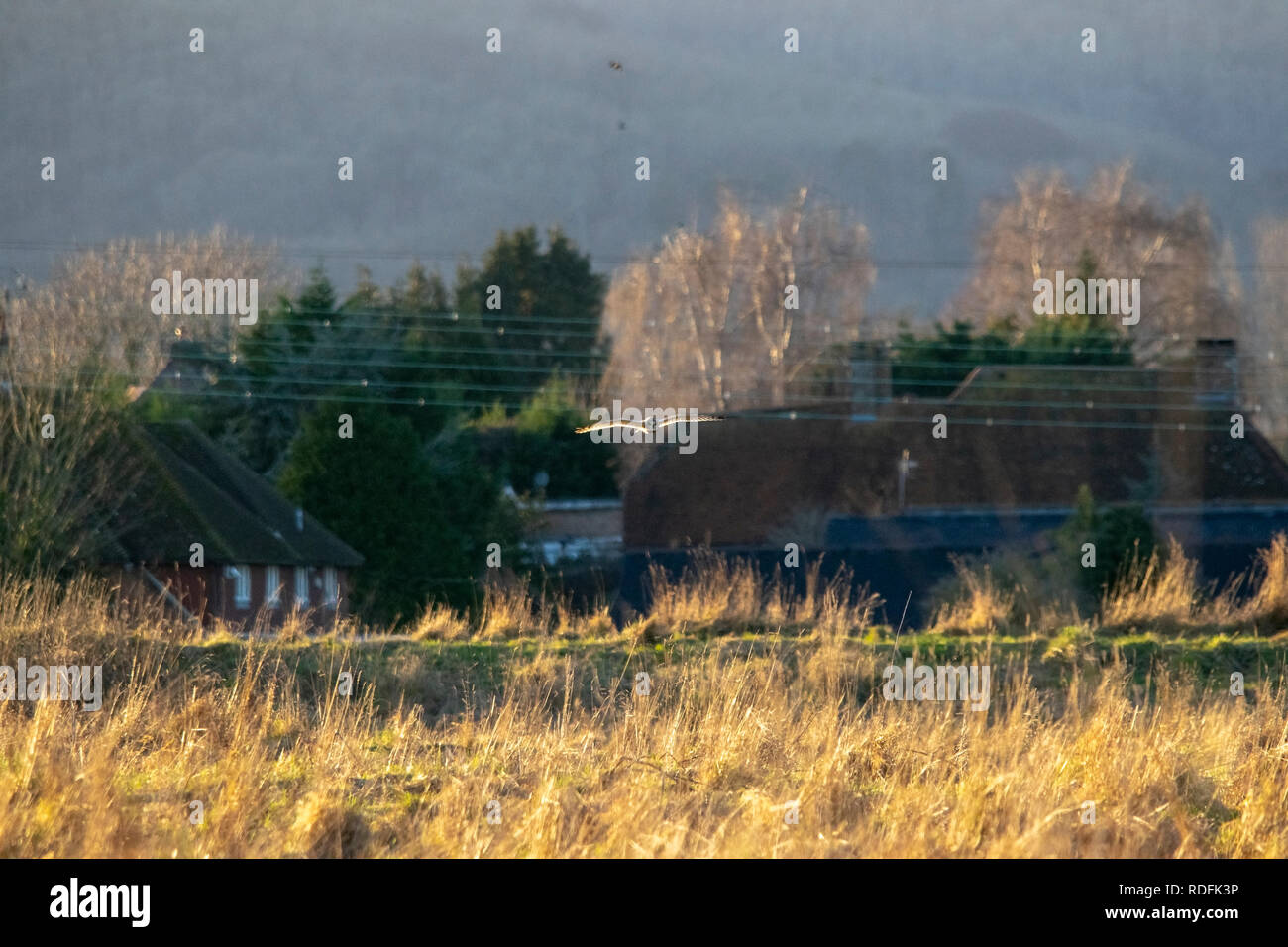 Short Eared Owl during the golden hour Stock Photo - Alamy