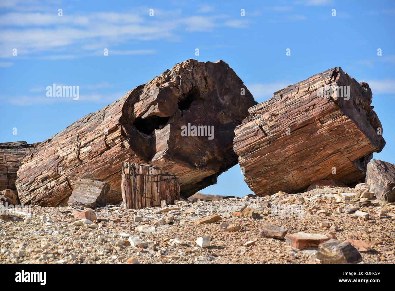 Petrified tree in Bosques Petrificados de Jaramillo National Park ...