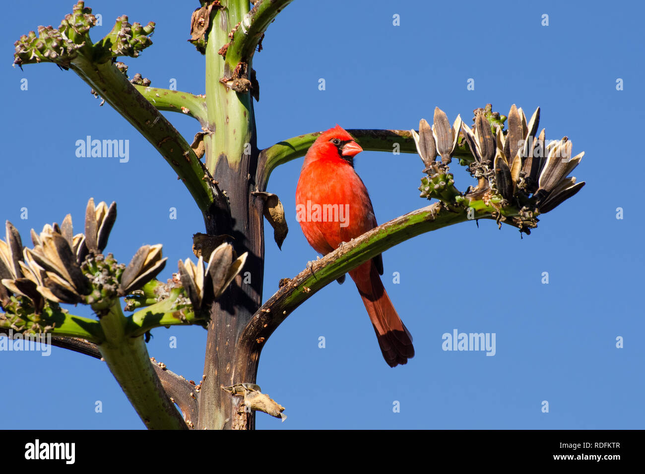 Bright Red Northern Cardinal perched on an Agave Branch in the Arizona ...