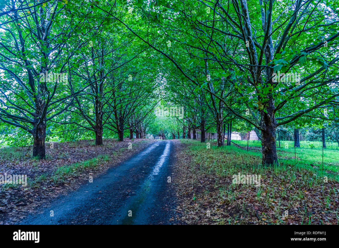 Beautiful green landscape in Natal Midlands in South Africa also called ...