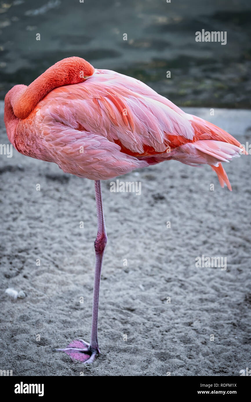 Flamingo sleeping hi-res stock photography and images - Alamy