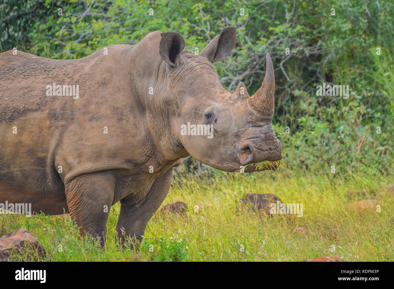 Male bull Cute White Rhino or Rhinoceros in a nature wild reserve in ...