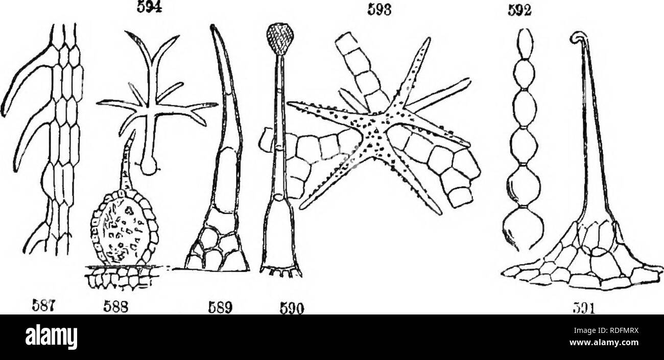 . Class-book of botany : being outlines of the structure, physiology ...