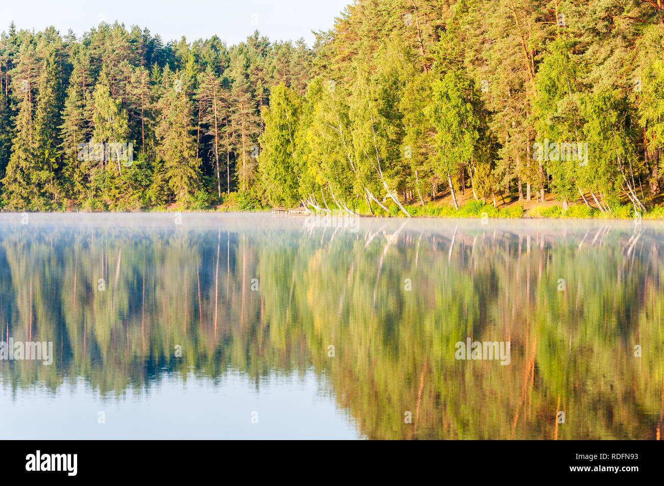 Amazing evergreen pine and spruce conifer and birch also trees forest ...