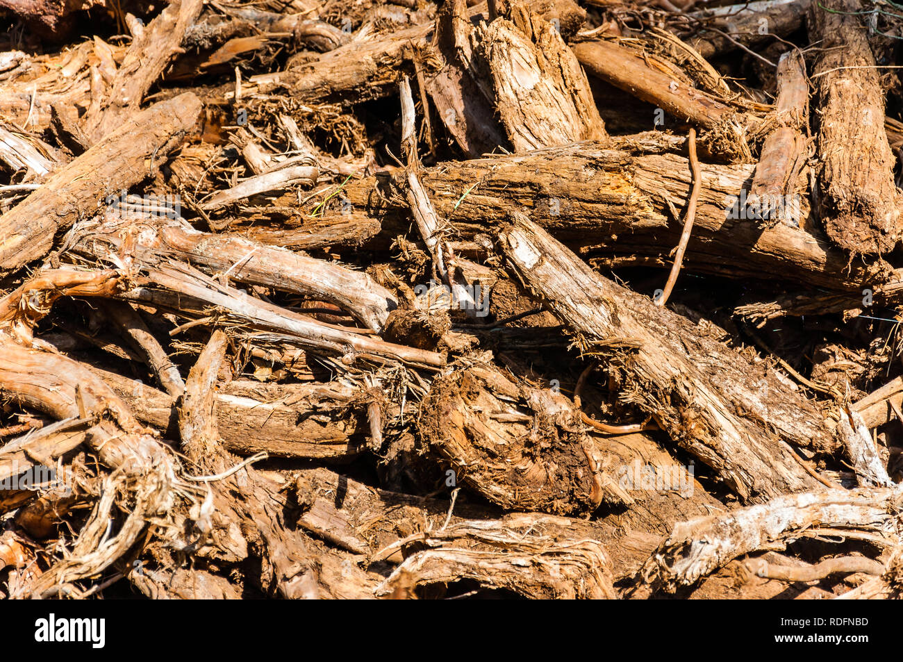 Heap, bunch of dried trees roots close-up lying on the ground Stock ...