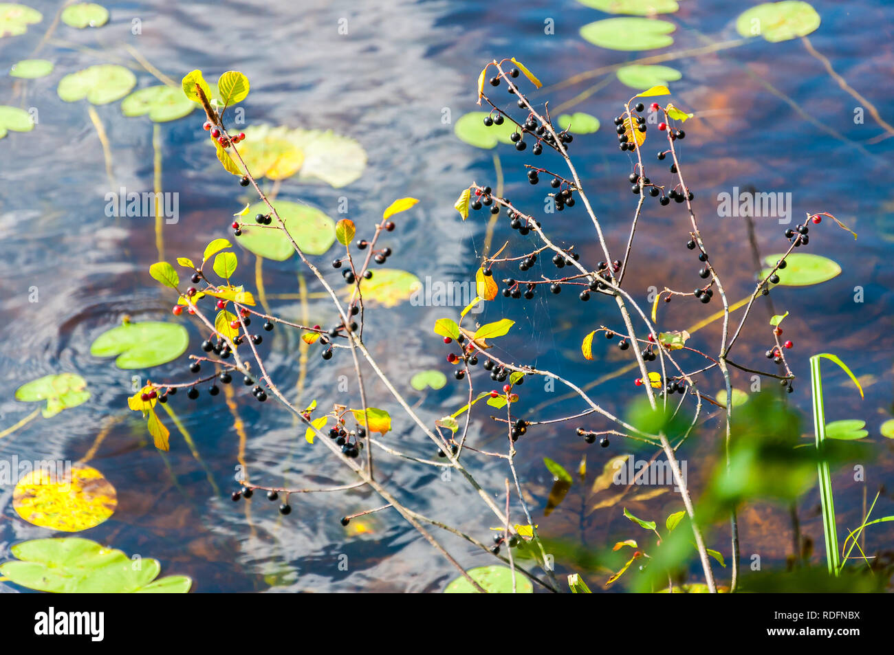 Black berries of Prunus padus plant growing above the water on forest ...