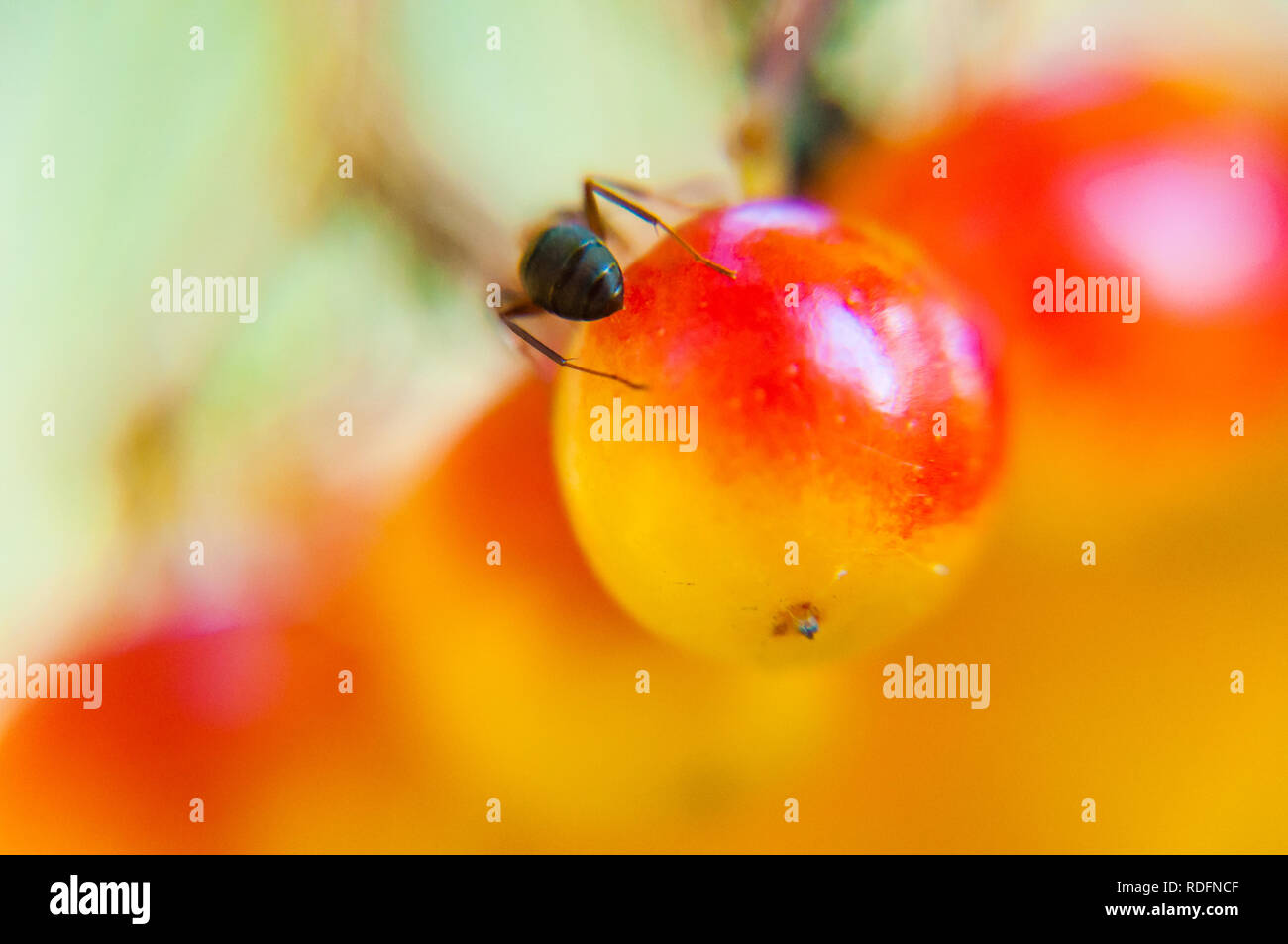 Ant sitting and guarding his egg laying on Viburnum Opulus yellow red ...