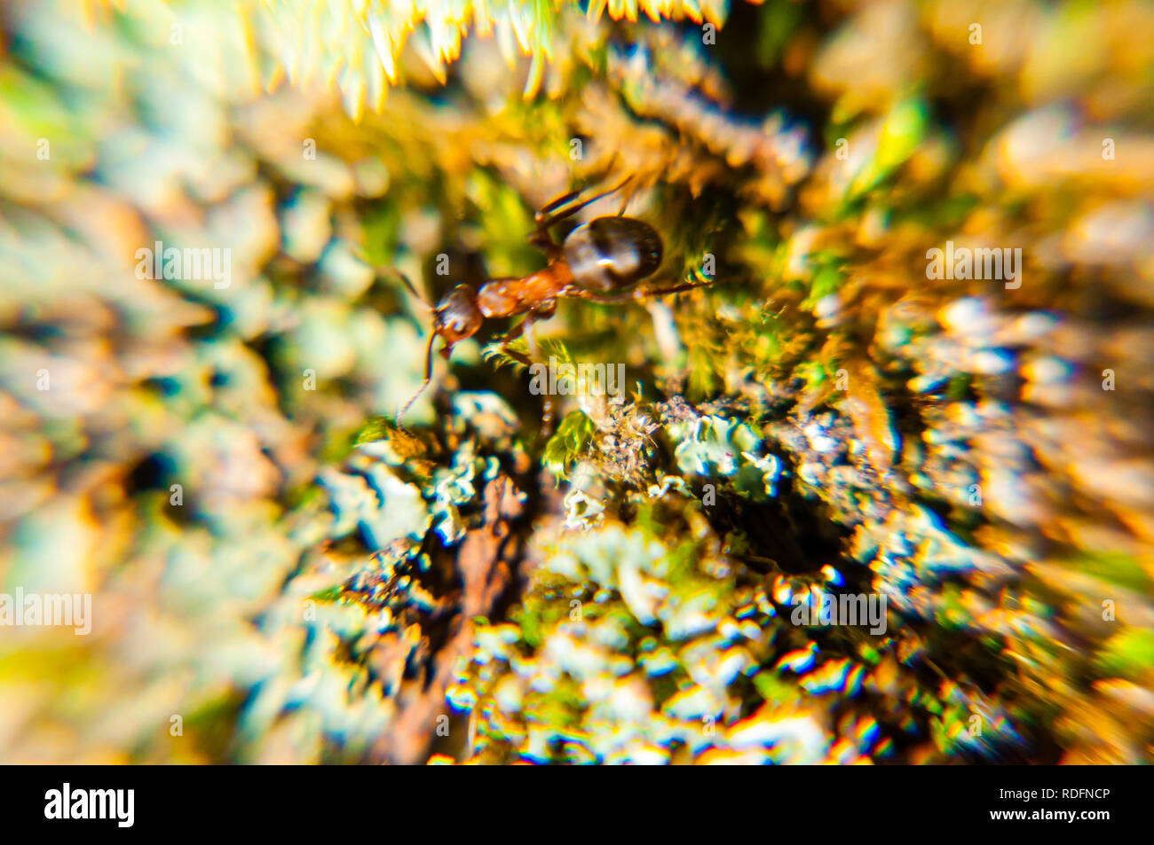 Forest ant in motion on mossy ground surface Stock Photo - Alamy