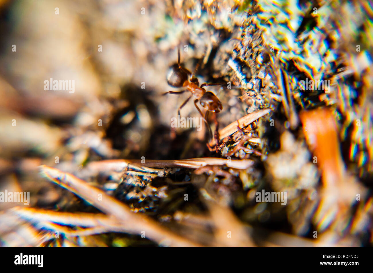 Forest ant in motion on mossy ground surface Stock Photo - Alamy
