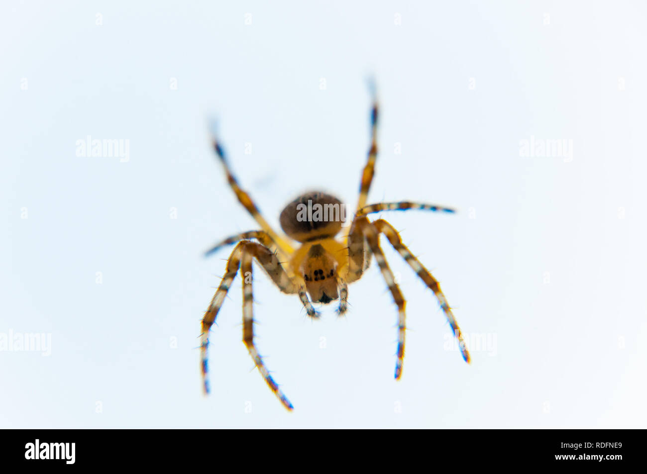 Yellow black Orb-weaver spider Araneid insect coming down from the sky ...
